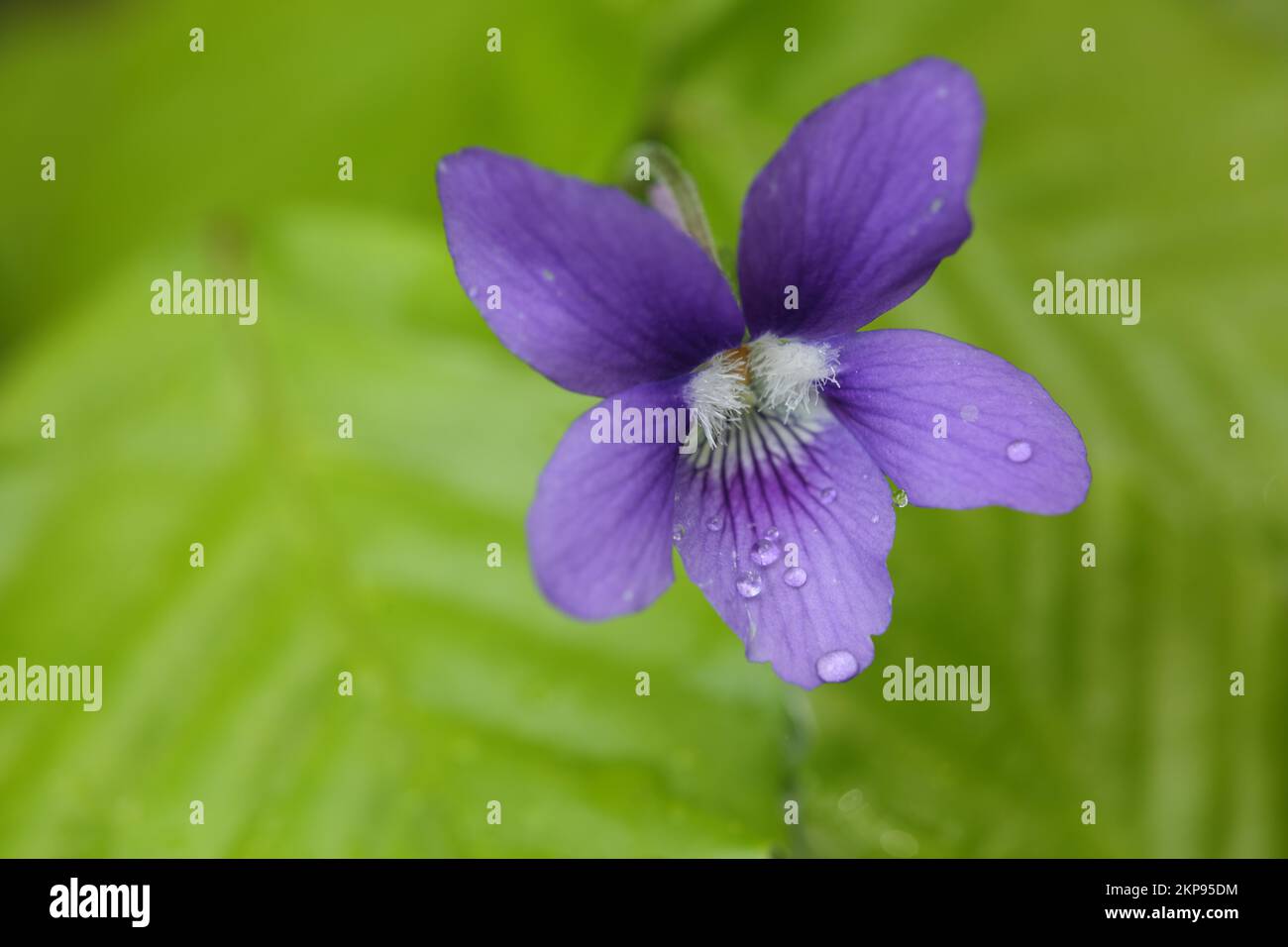 Flower of the wood violet (Viola riviniana), Nature, Violet family ...
