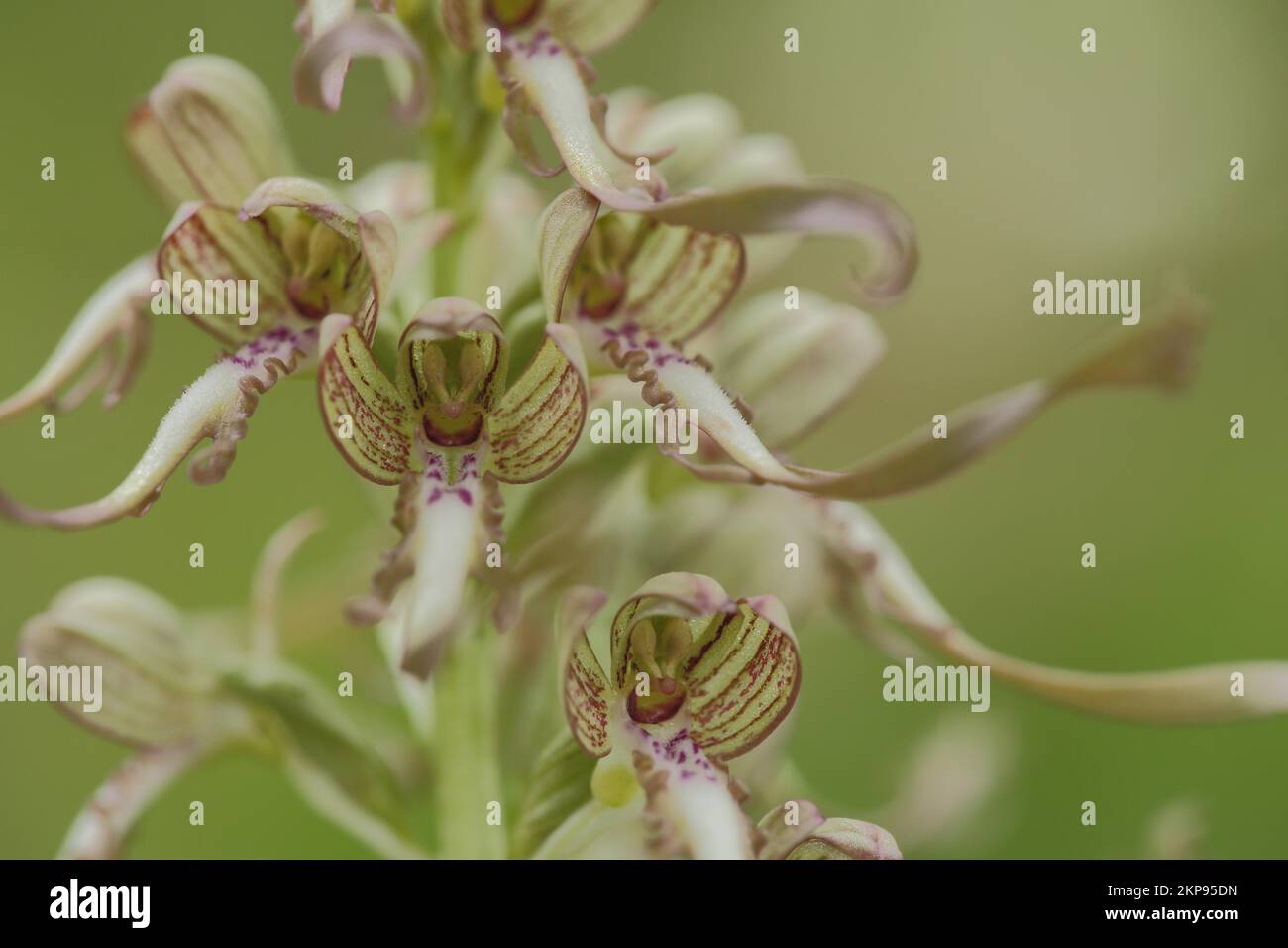 Lizard orchid (Himantoglossum hircinum), detail, flowers, Petrin ...