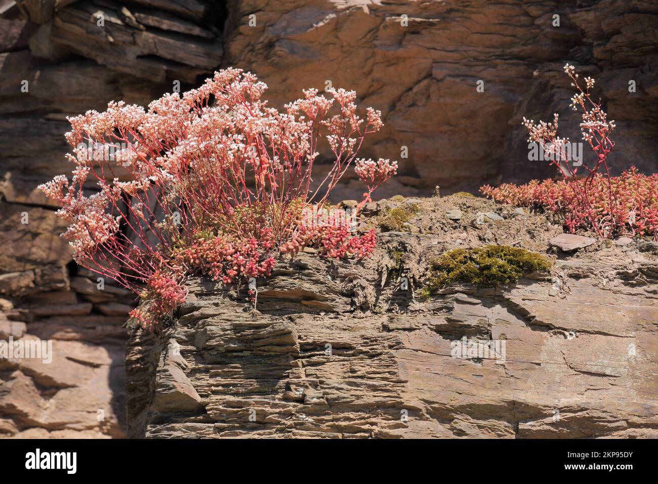 White stonecrop (Sedum album), perennial, stone, rock, nature ...