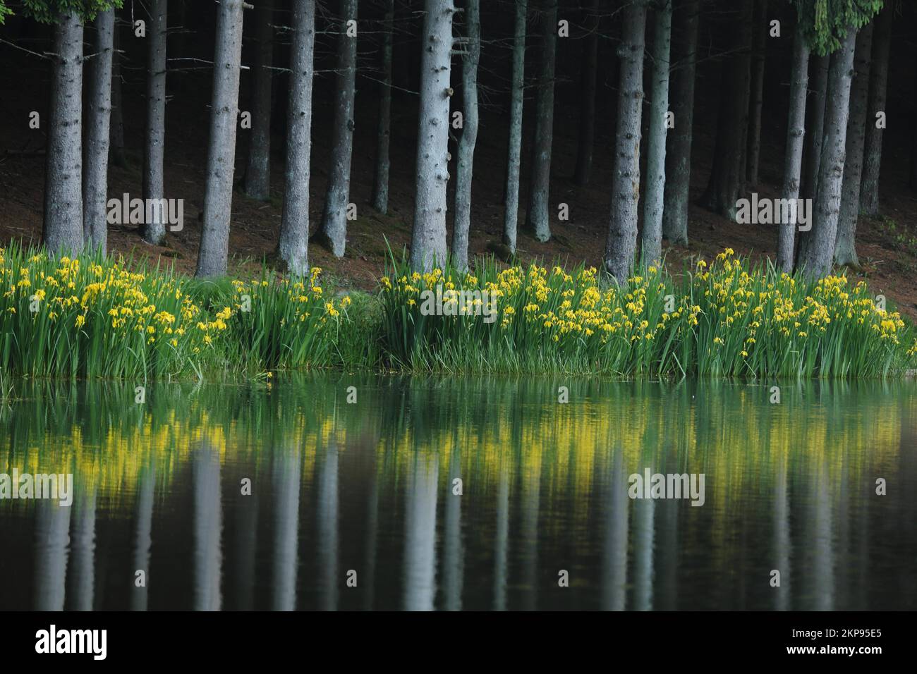 Shore of Rothsee with marsh iris, forest edge, forest, spruces, tree ...
