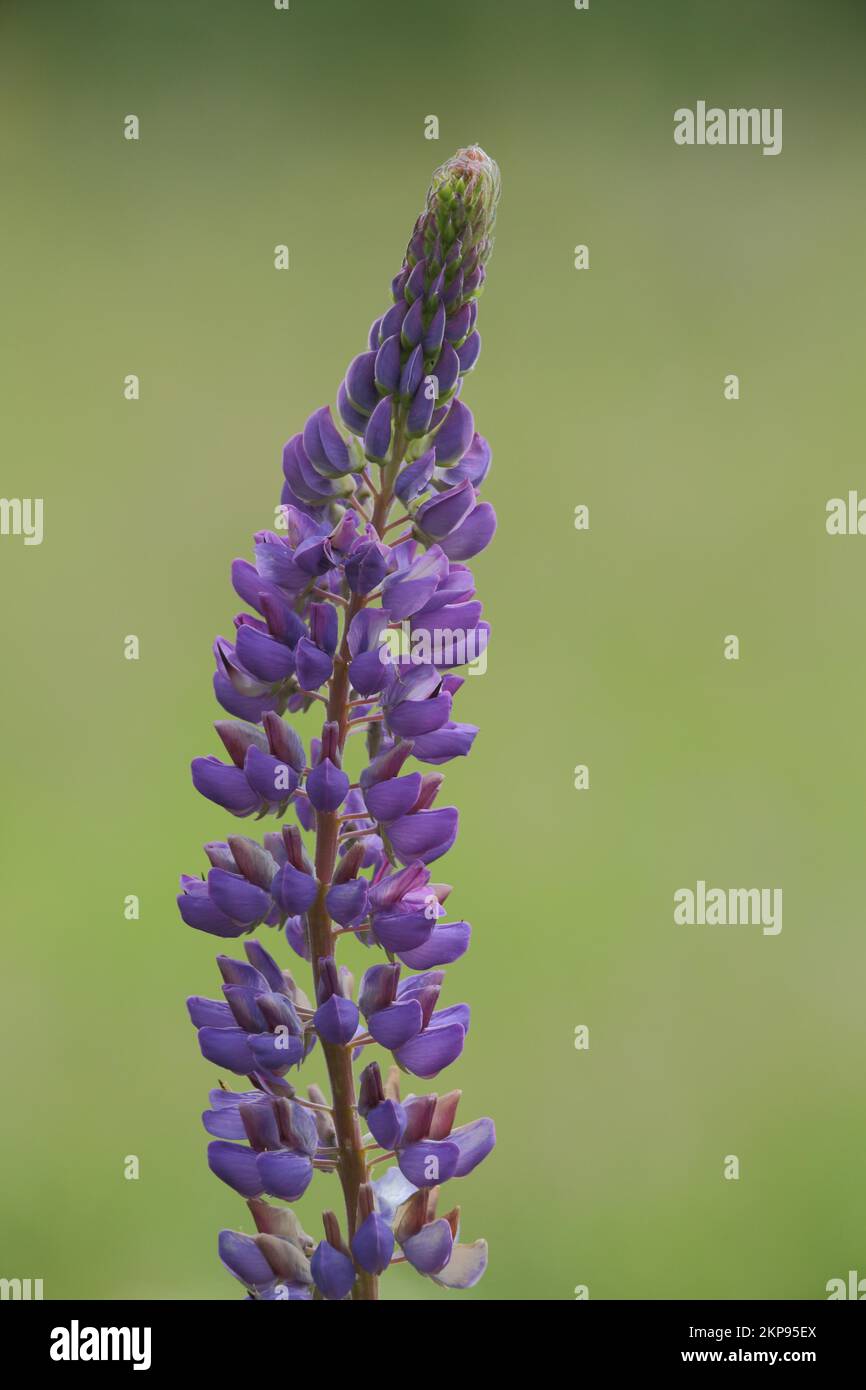 Large-leaved lupin (Lupinus polyphyllus), Long Rhön, biosphere reserve ...