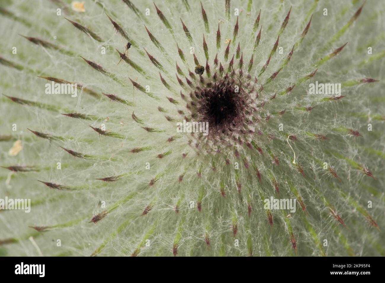 Fruit of a woolly thistle (Cirsium eriophorum), detail, macro, bizarre ...