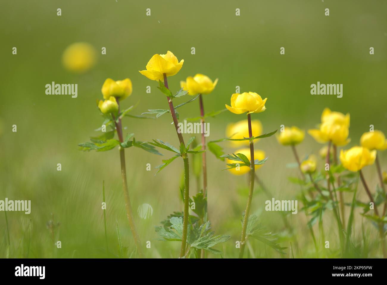 Group European globeflower (Trollius europaeus), blur, bokeh, Long Rhön ...