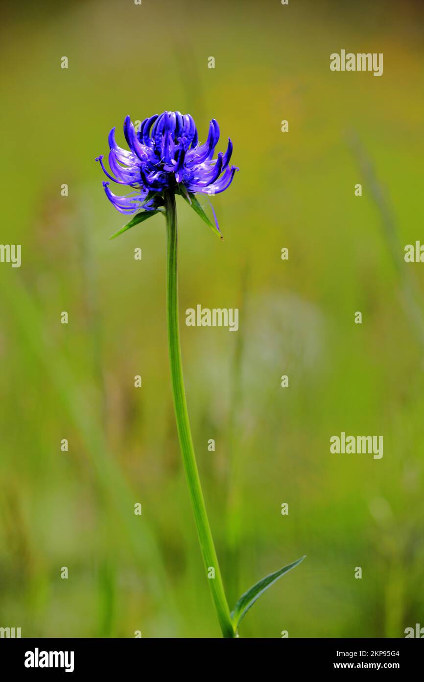 Round-headed rampion (Phyteuma orbiculare), High Rhön Road, biosphere ...