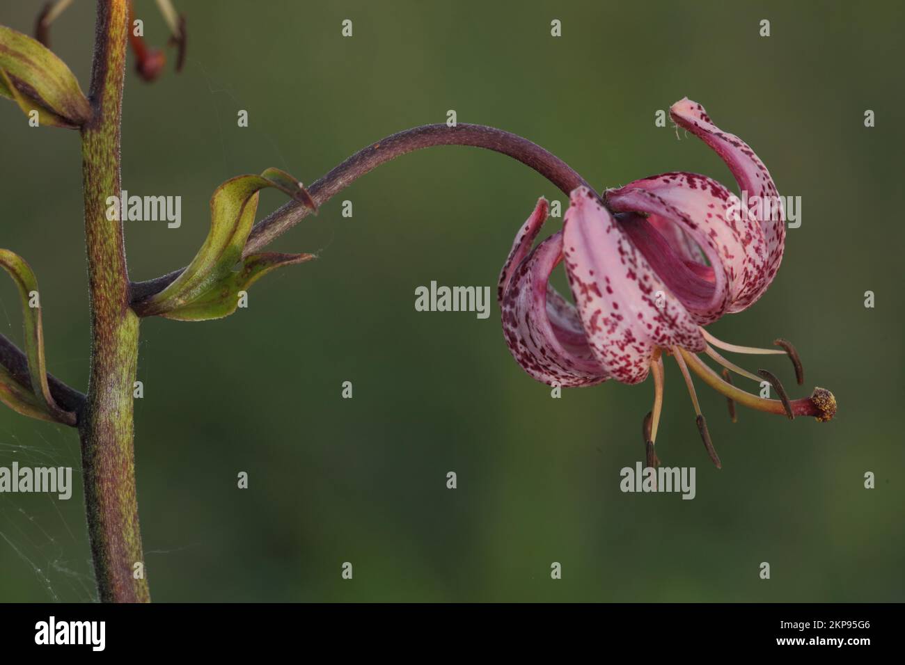 Flower and stem of the Turk's-cap lily (Lilium martagon), detail ...