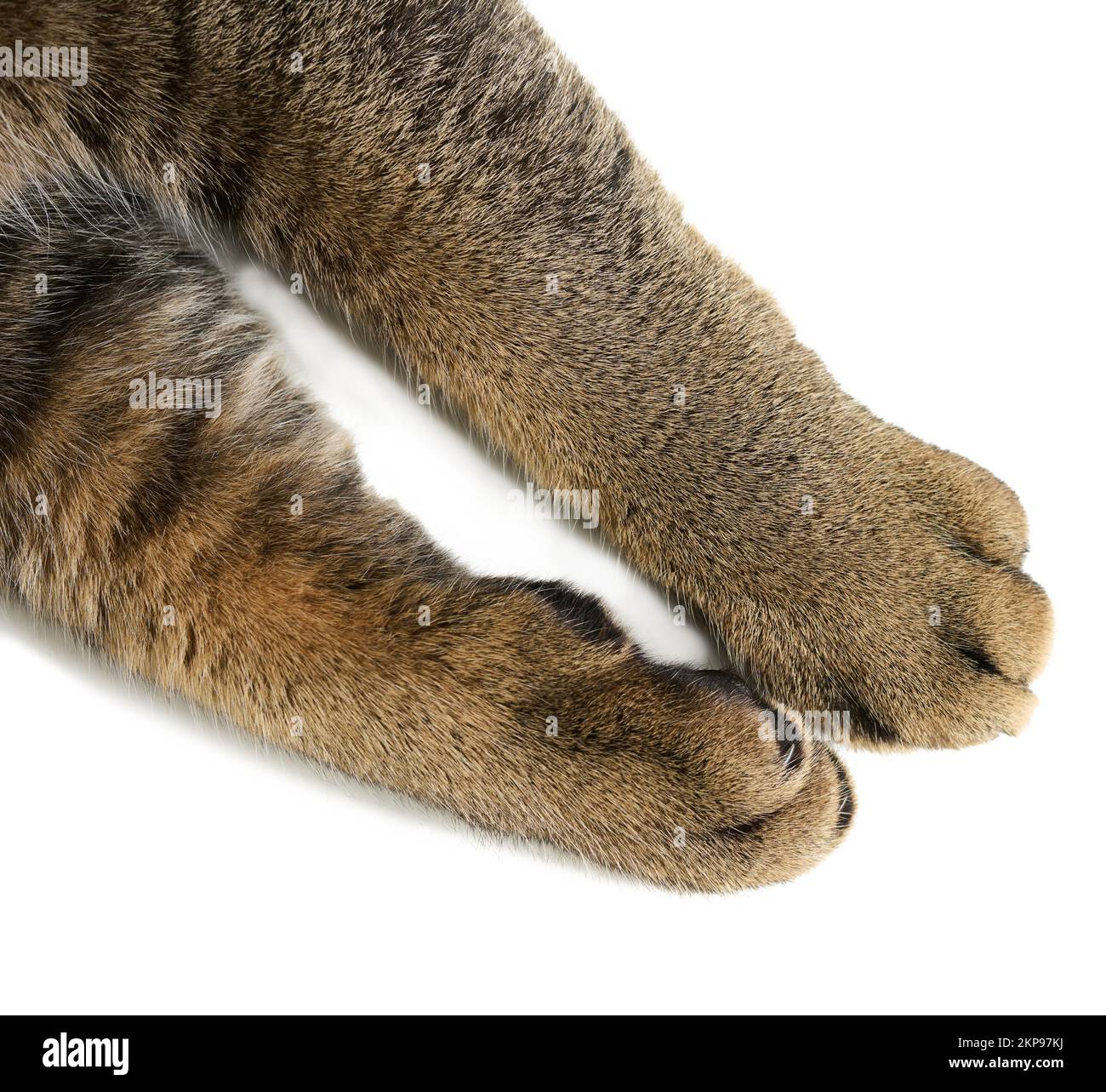 Two front paws of an adult gray shorthair cat of the Scottish Straight ...