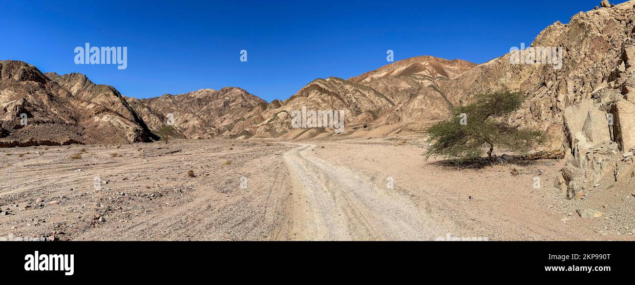 Wadi with solitary tree, dry valley, alluvial fan at the mouth of the ...