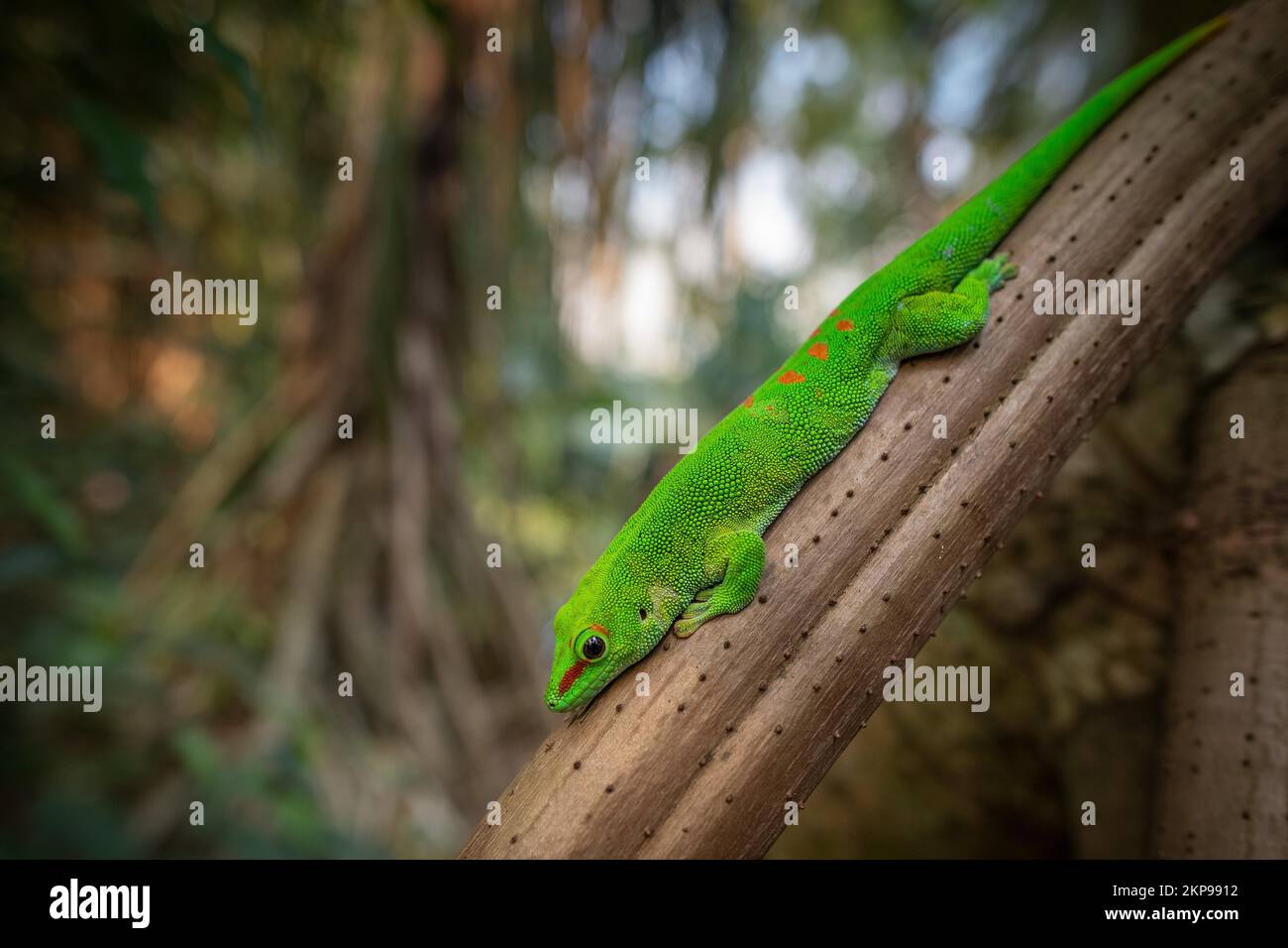 Madagascar giant day gecko (Phelsuma madagascariensis) climbing on a ...