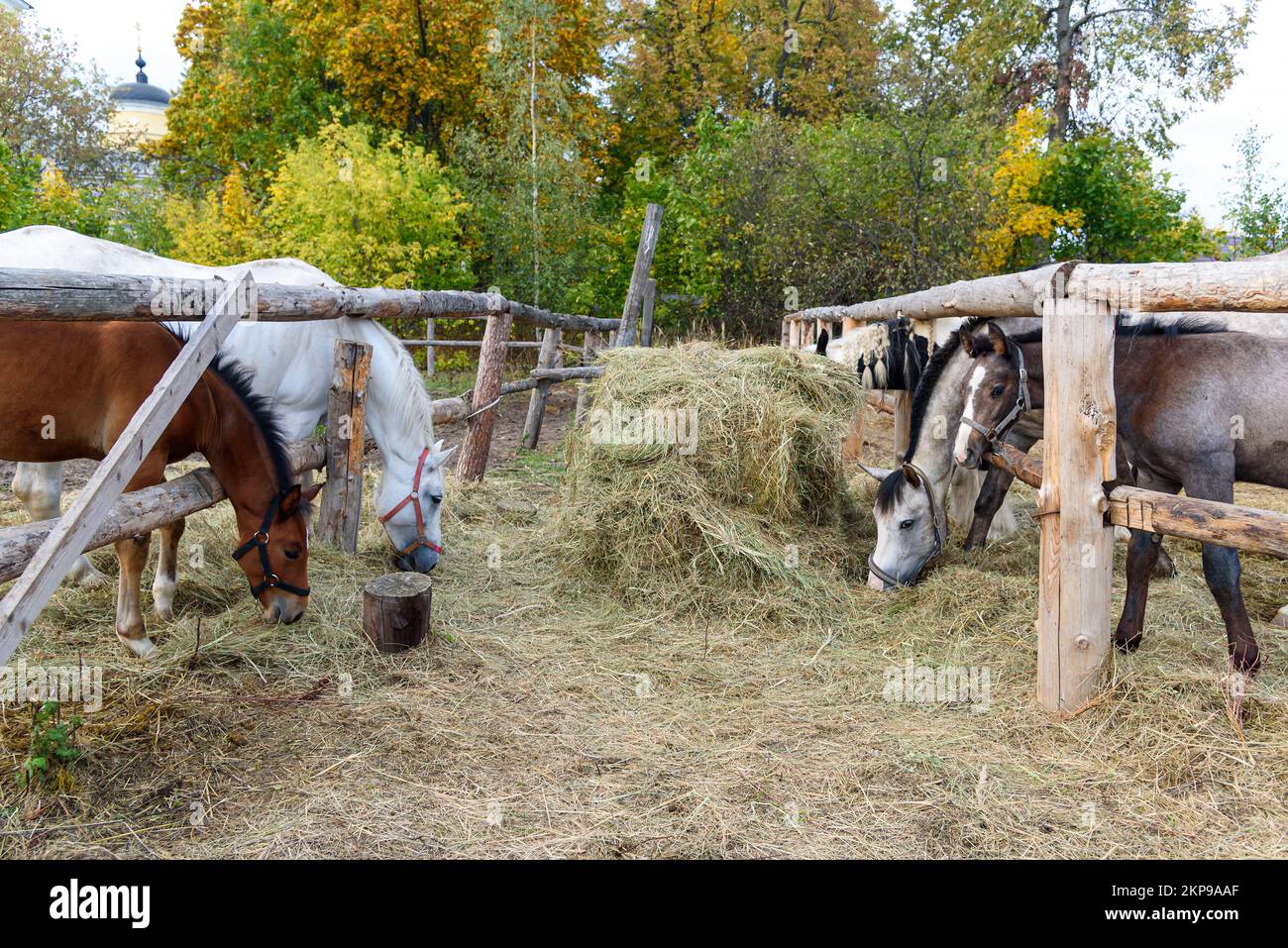 Purebred horses eat hey from open manger behind log fence Stock Photo ...