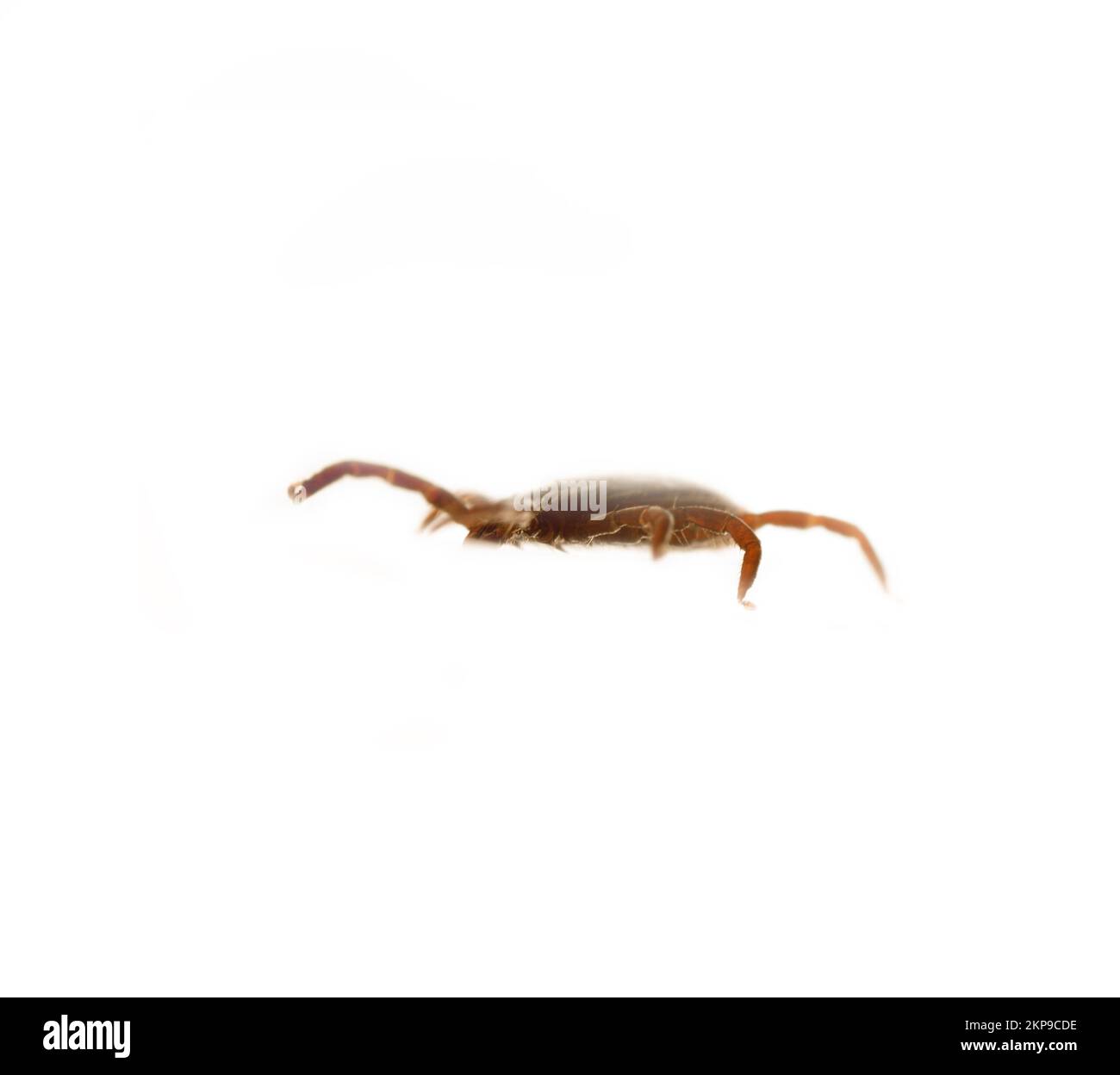 Ixodes tick (dog tick, Ixodes persulcatus) in active form, insect is ...