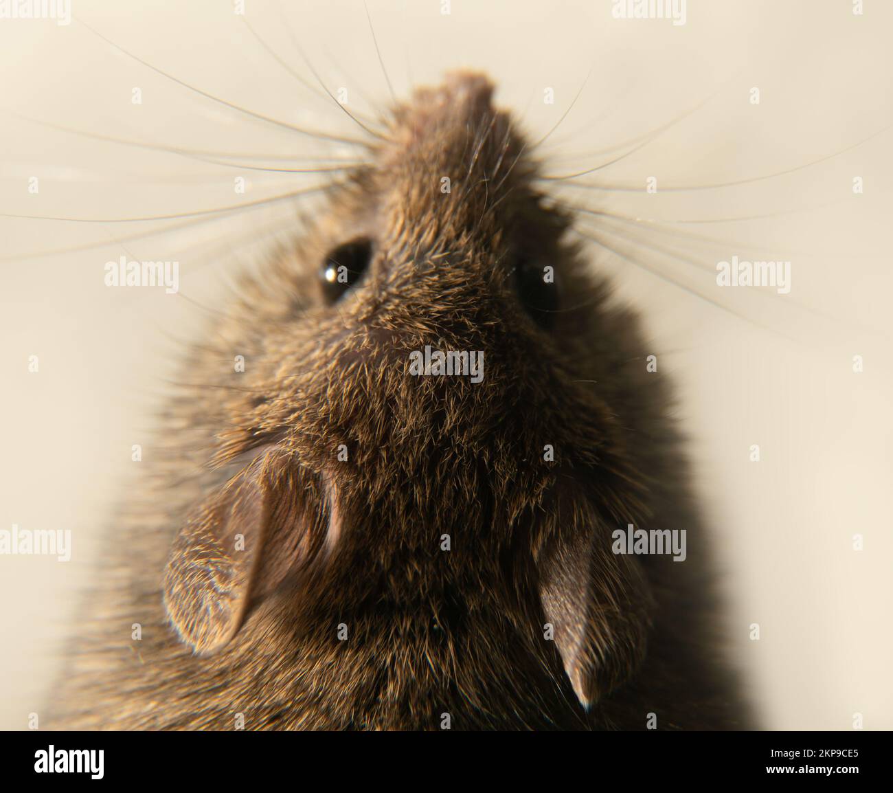 Swiss (house) mice (Mus musculus) constantly accompanies to human ...