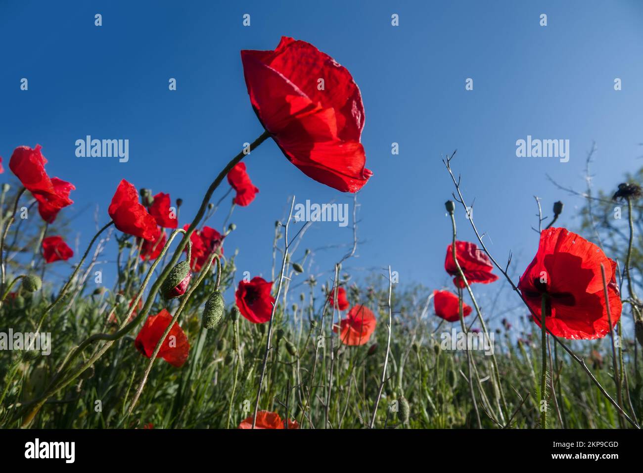 Xeropolum. Field poppy (Papaver rhoeas) bloom in spring in ...