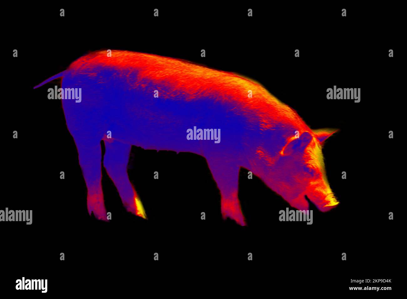 The red breeding pig, sow. Illustration of thermal image on black ...