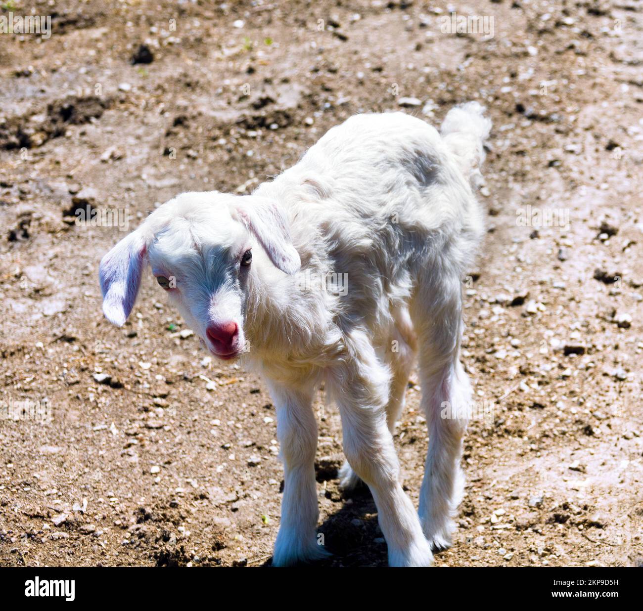 Little white kid on the road Stock Photo - Alamy