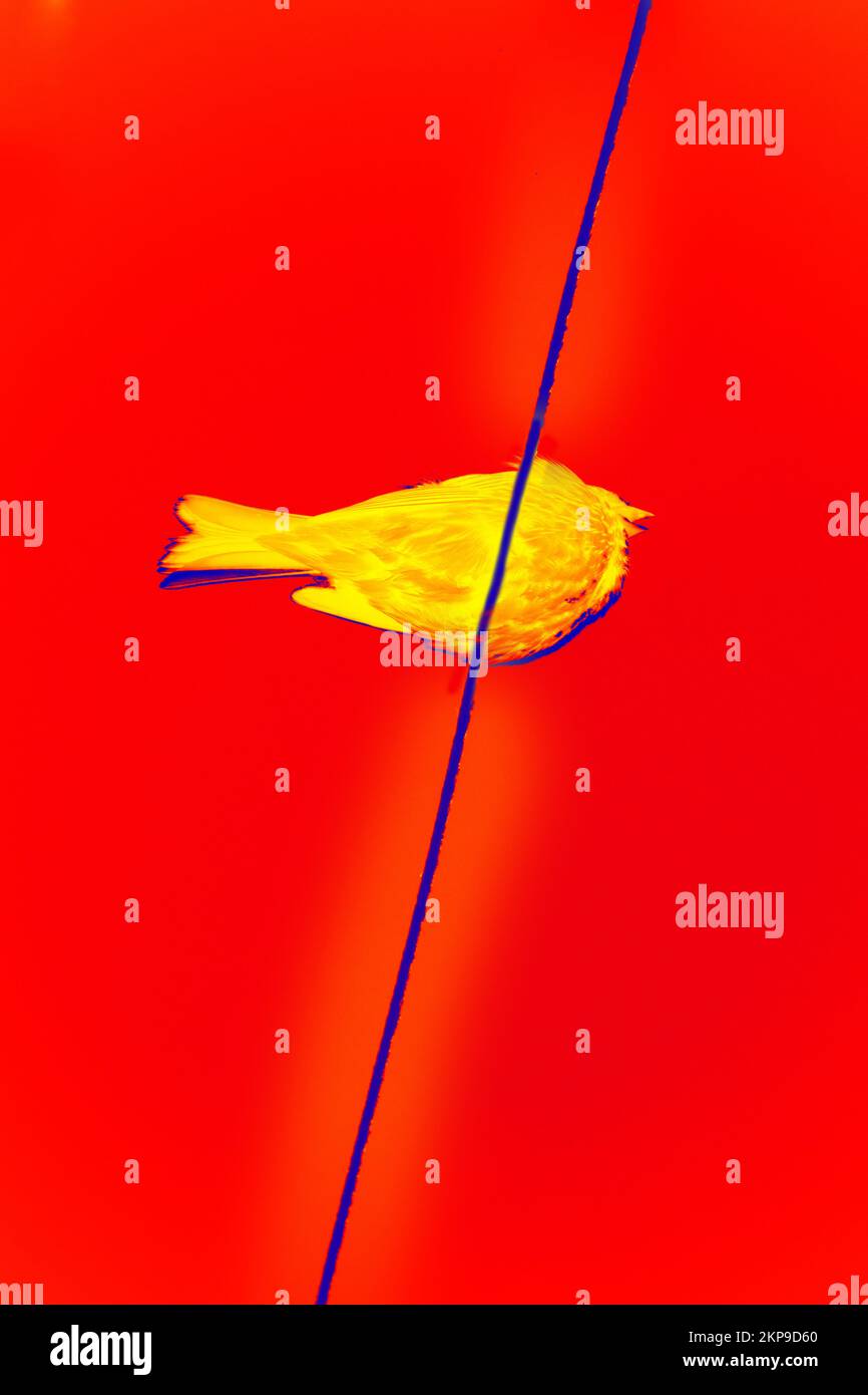 Bird on a wire. Illustration of thermal image Stock Photo - Alamy