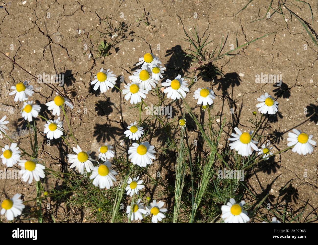 Clair obscure game hi-res stock photography and images - Alamy