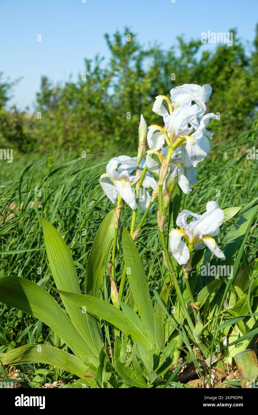 Probably Siberian white iris (Iris sibirica) or a cultural form. A ...