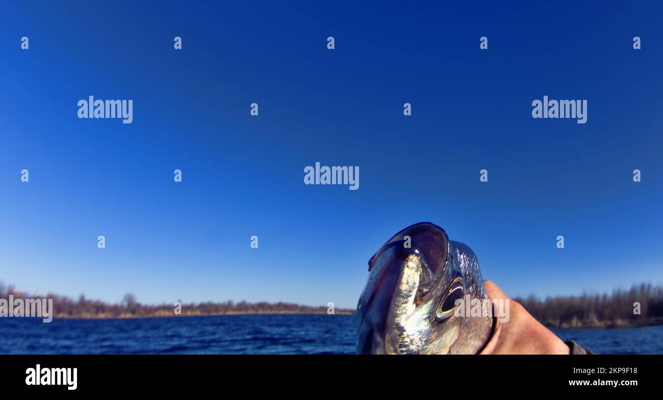 The Sabrefish (Pelecus cultratus) was caught from the northern river ...