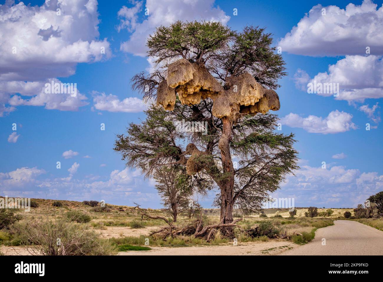 A scenic view of a famous tree in Twee Rivieren, Kgalagadi, Botswana ...