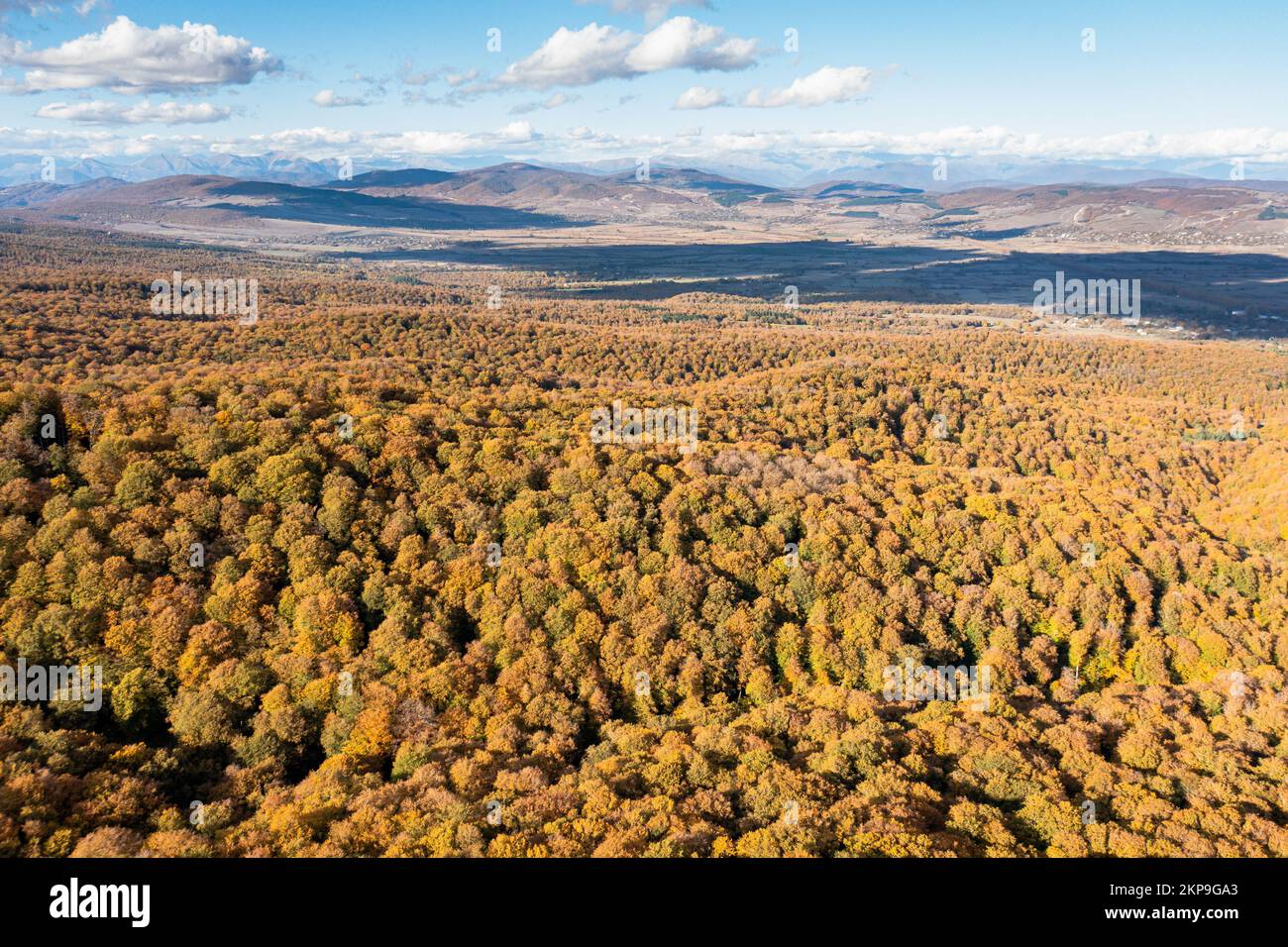 Sabaduri forest hi-res stock photography and images - Alamy