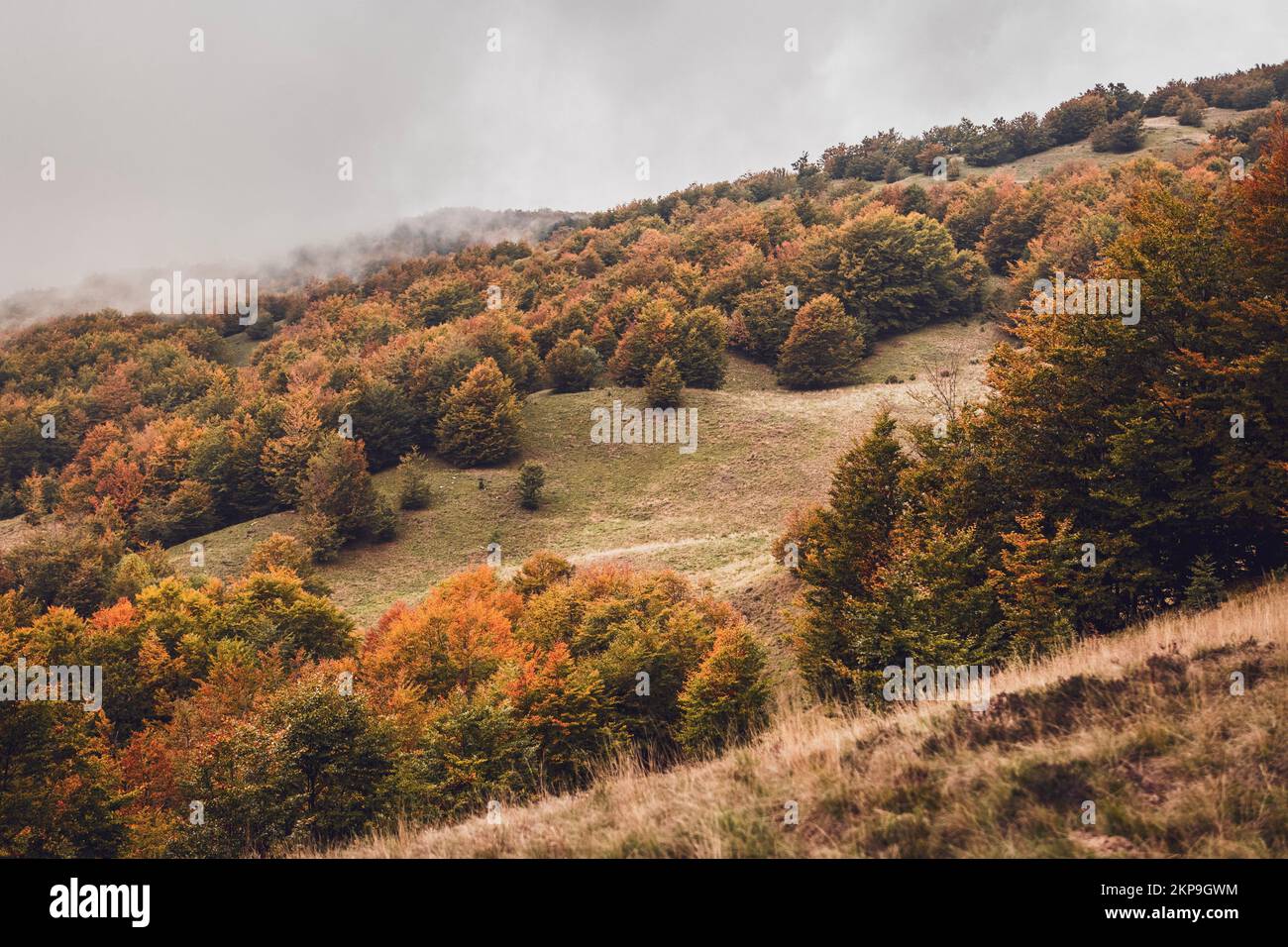 An autumn tree colors in the Italy mountains Stock Photo - Alamy