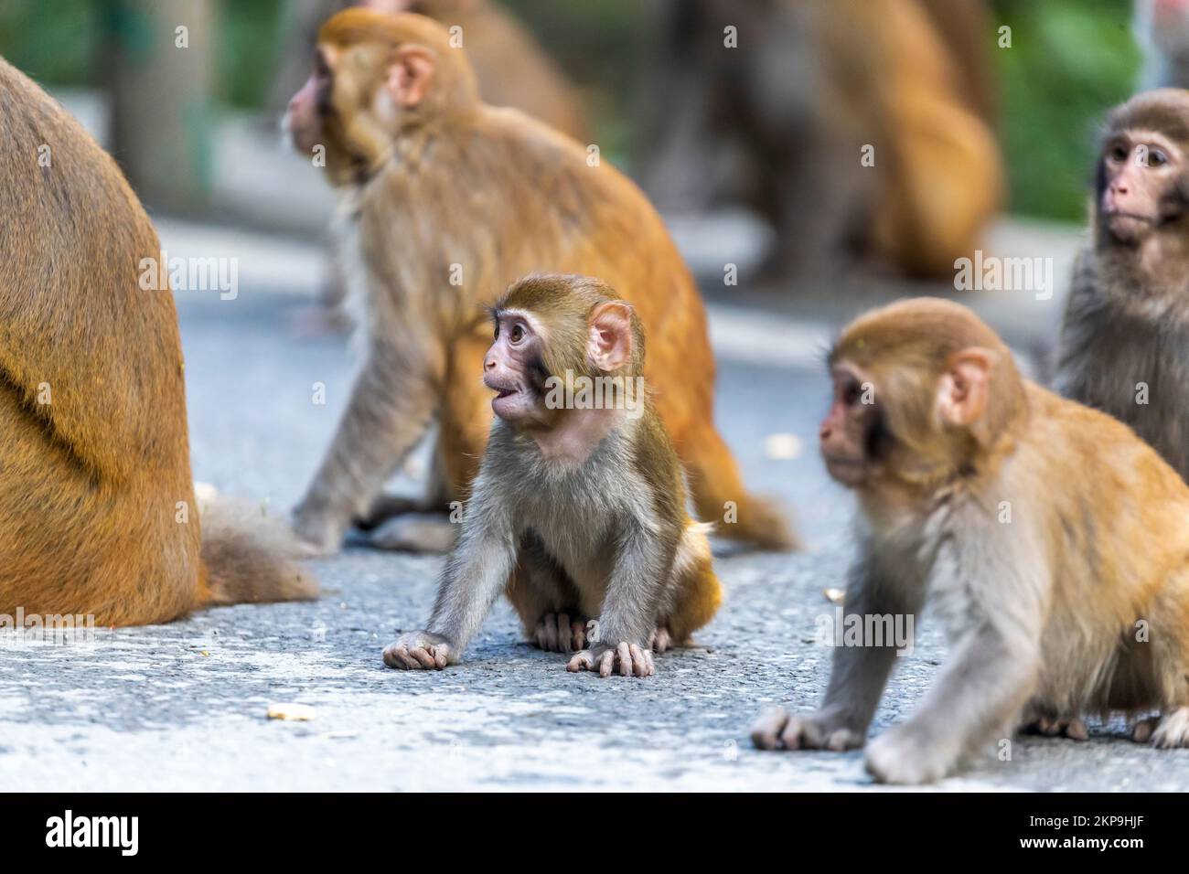 CHONGQING, CHINA - NOVEMBER 28, 2022 - Wild macaques wait for food at ...