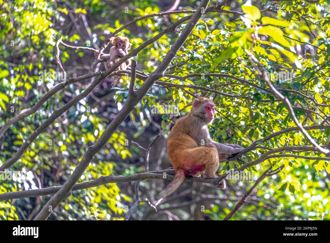CHONGQING, CHINA - NOVEMBER 28, 2022 - Wild macaques play in the trees ...