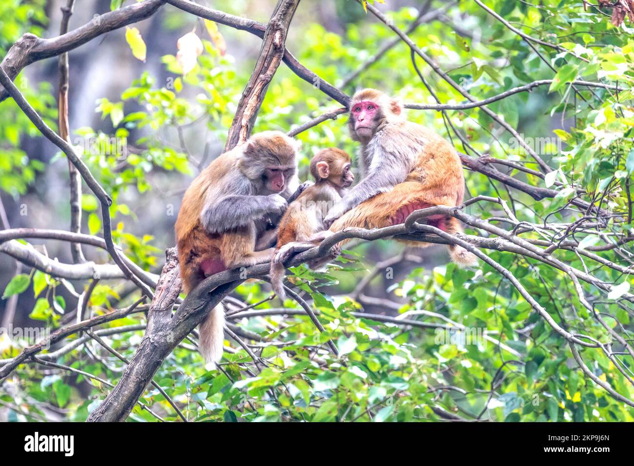 CHONGQING, CHINA - NOVEMBER 28, 2022 - Wild macaques play in the trees ...