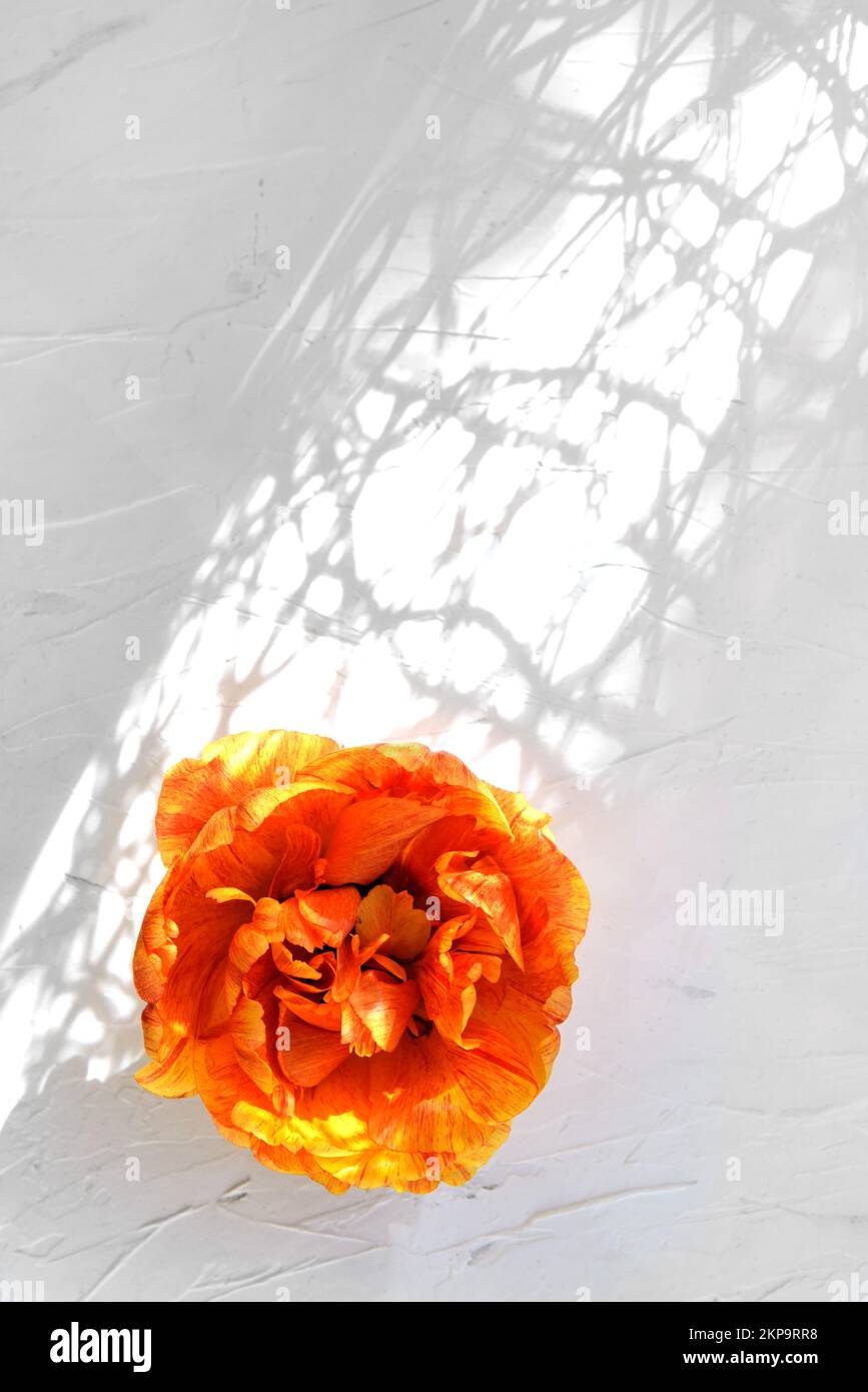 Bright double tulip and pattern of shades on white stucco Stock Photo ...