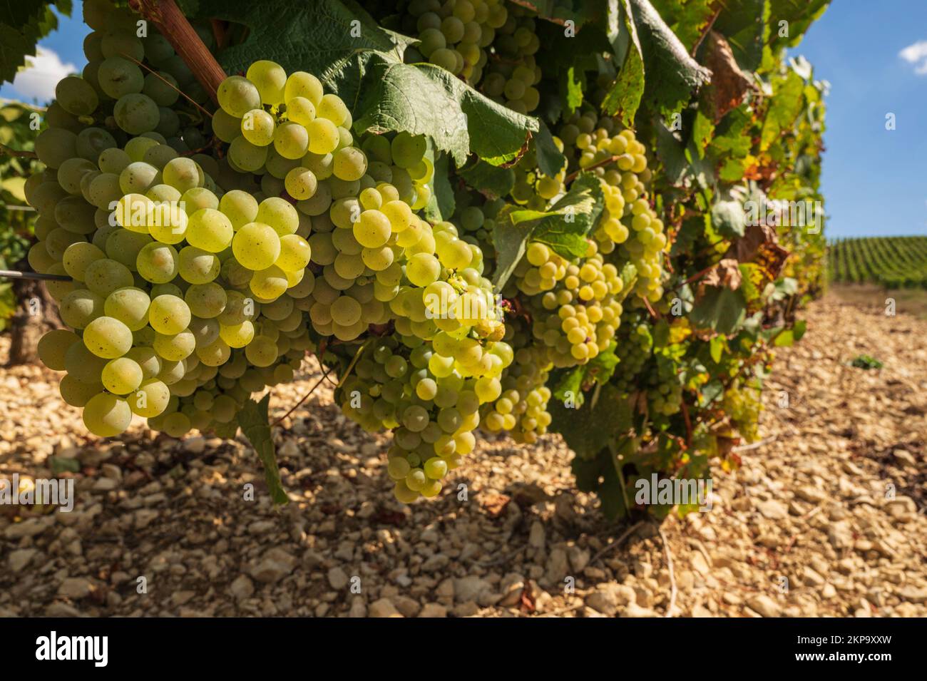 The vineyards of Beines in the AOC Chablis, France Stock Photo - Alamy