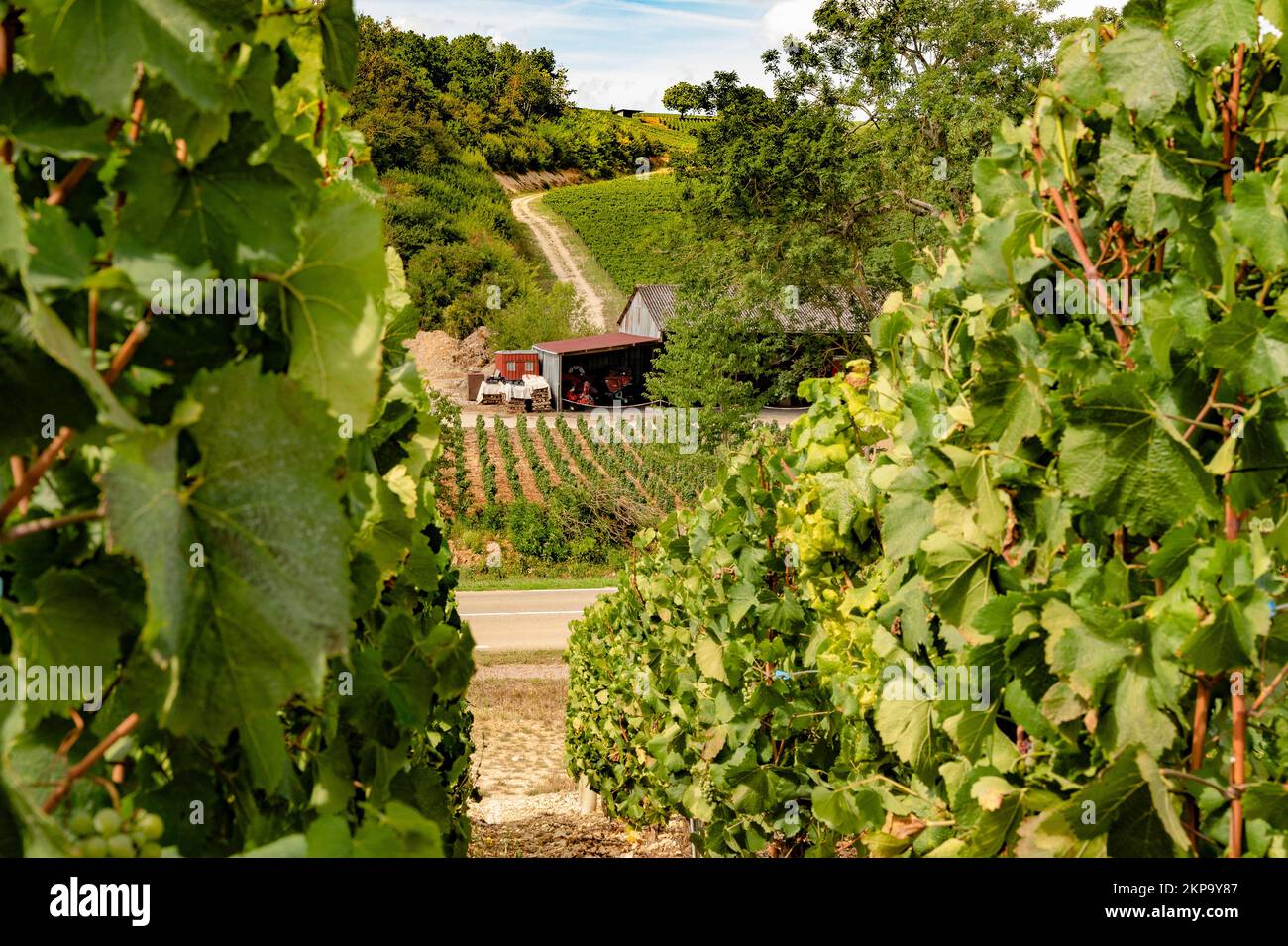 The vineyards of Beines in the AOC Chablis, France Stock Photo - Alamy