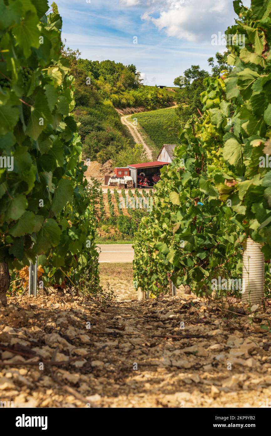 The vineyards of Beines in the AOC Chablis, France Stock Photo - Alamy