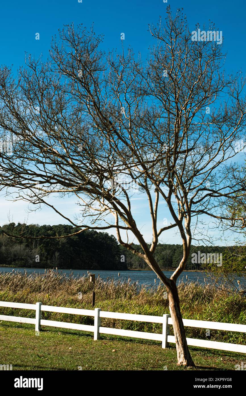 Beautiful seasonal tree scenery landscape outdoors Stock Photo - Alamy