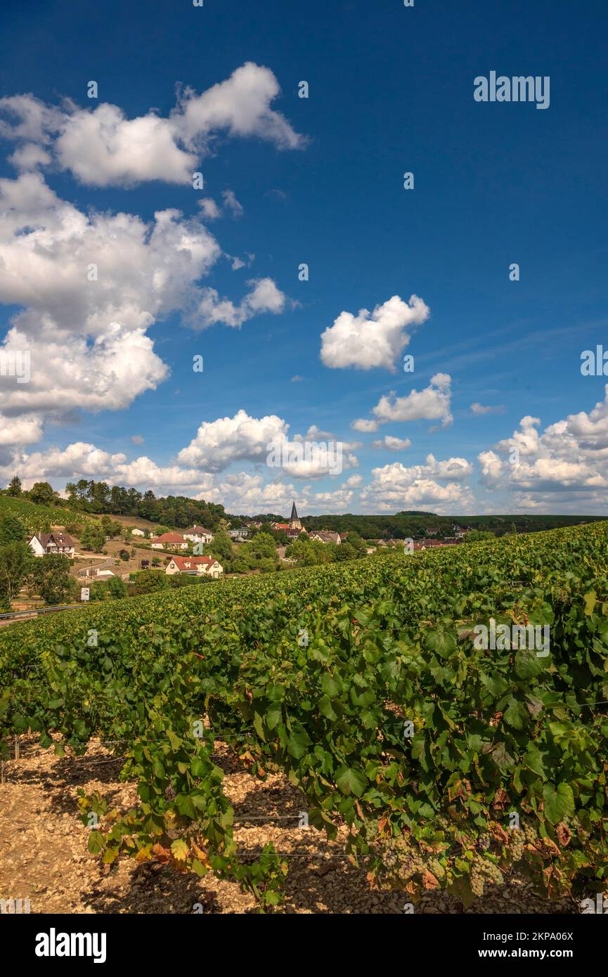 The vineyards and the village of Beines in the AOC Chablis, France ...