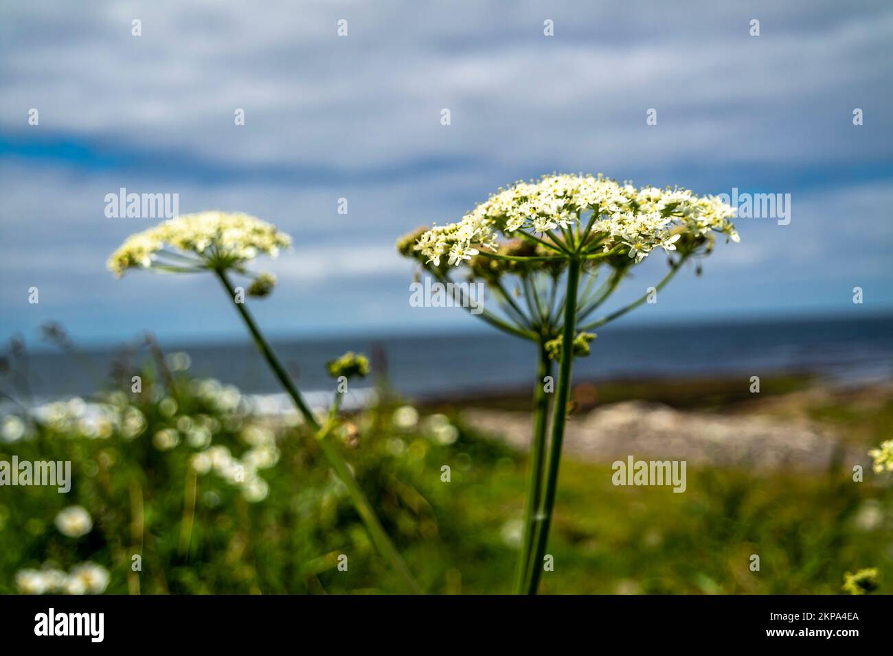 White flowers of Water-dropwort, Oenanthe javanica, at storm beach by ...