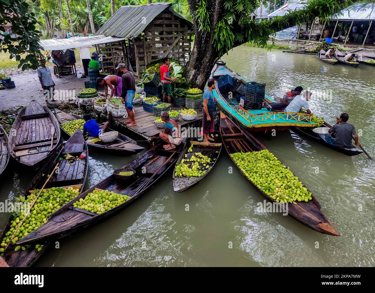Guava transport hi-res stock photography and images - Alamy
