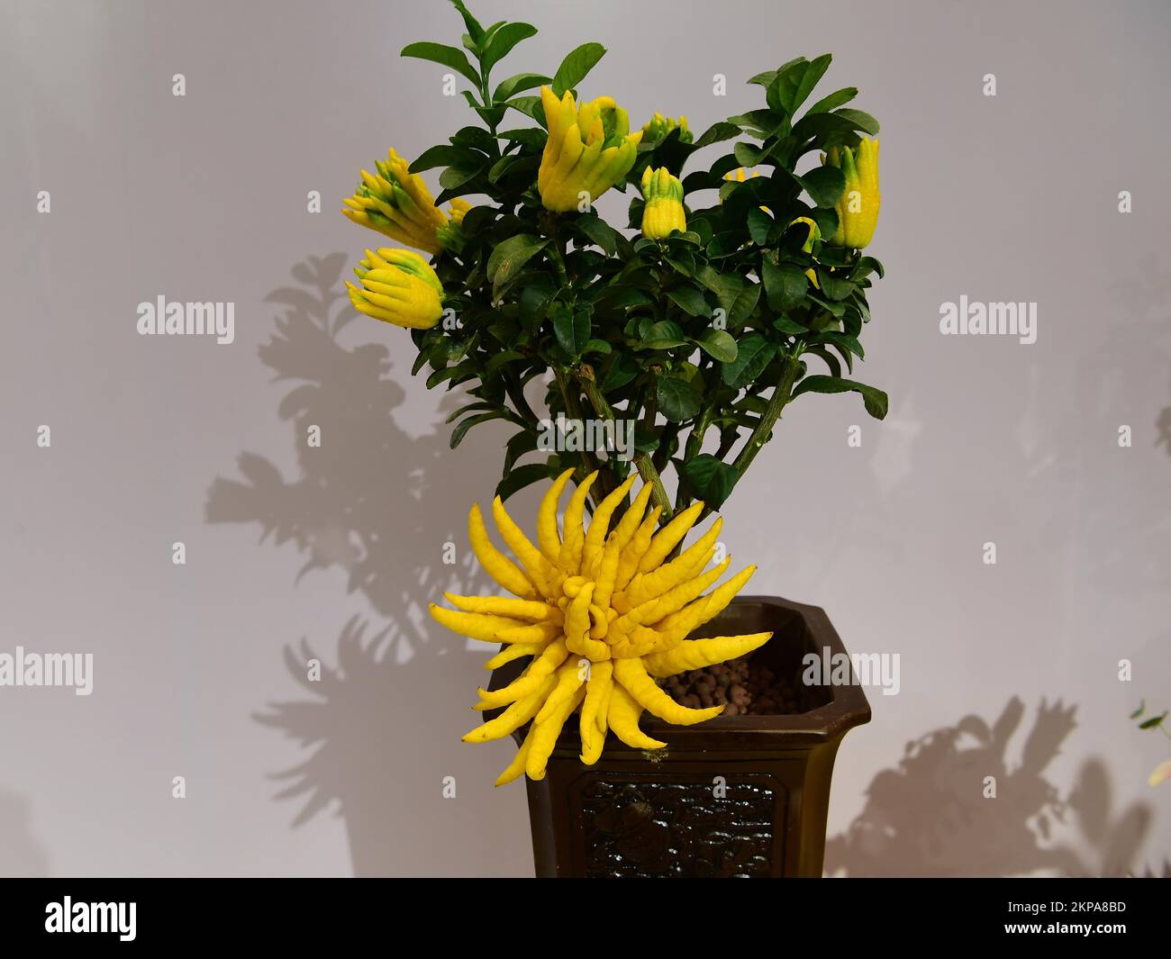 A Buddha's hand exhibition was held in Jinhua Science and Technology ...