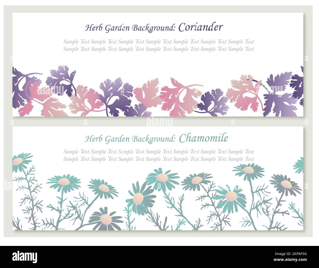 Set of seamless vector background illustrations with herbs - coriander ...