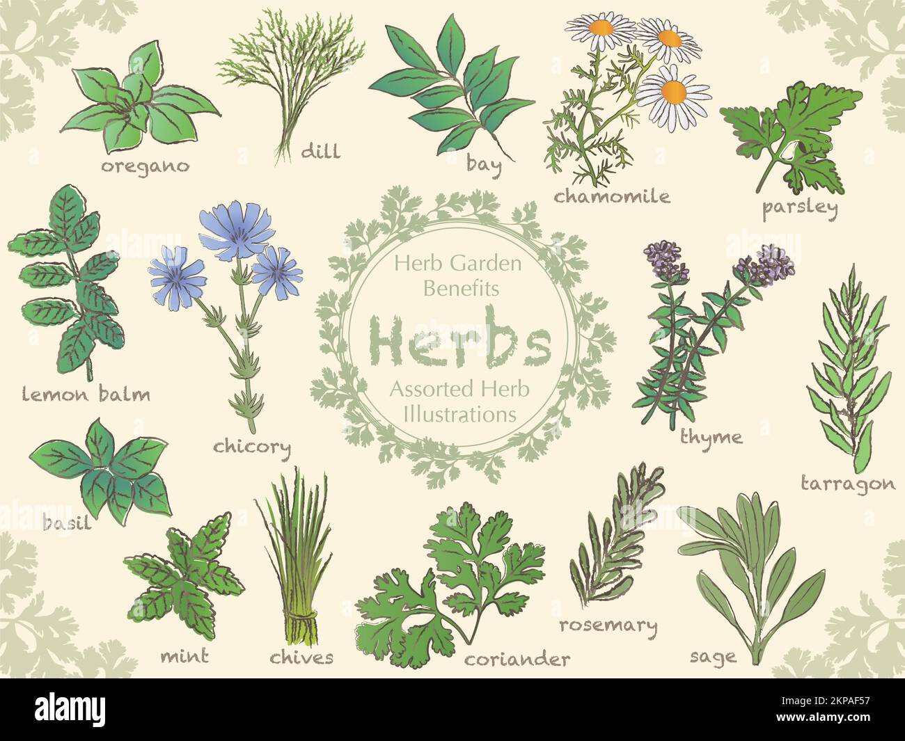 Set of various hand-drawn herbs isolated on a plain background. Vector ...