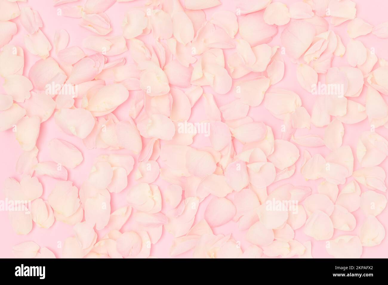 Texture made of pink rose petals. Minimal composotion Stock Photo - Alamy