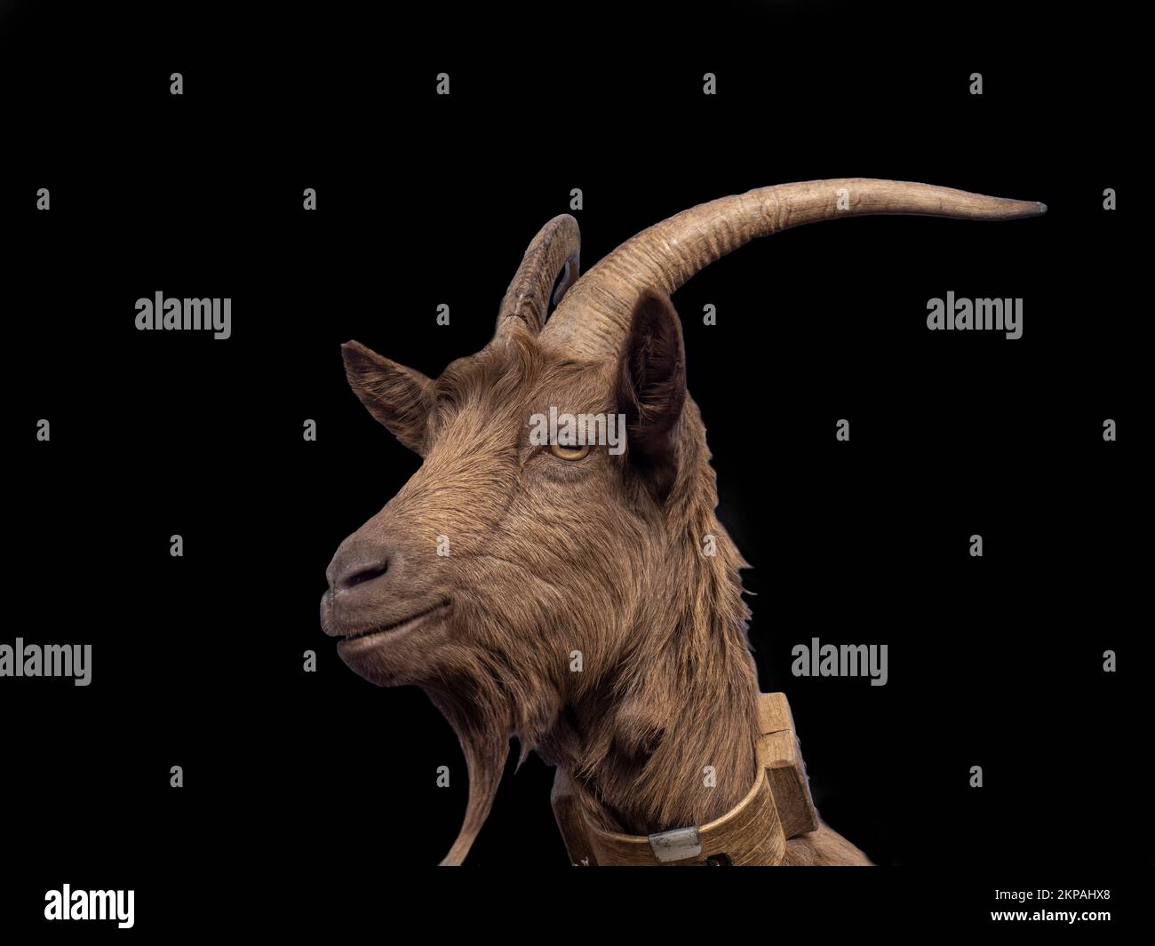 Orobic goat hi-res stock photography and images - Alamy