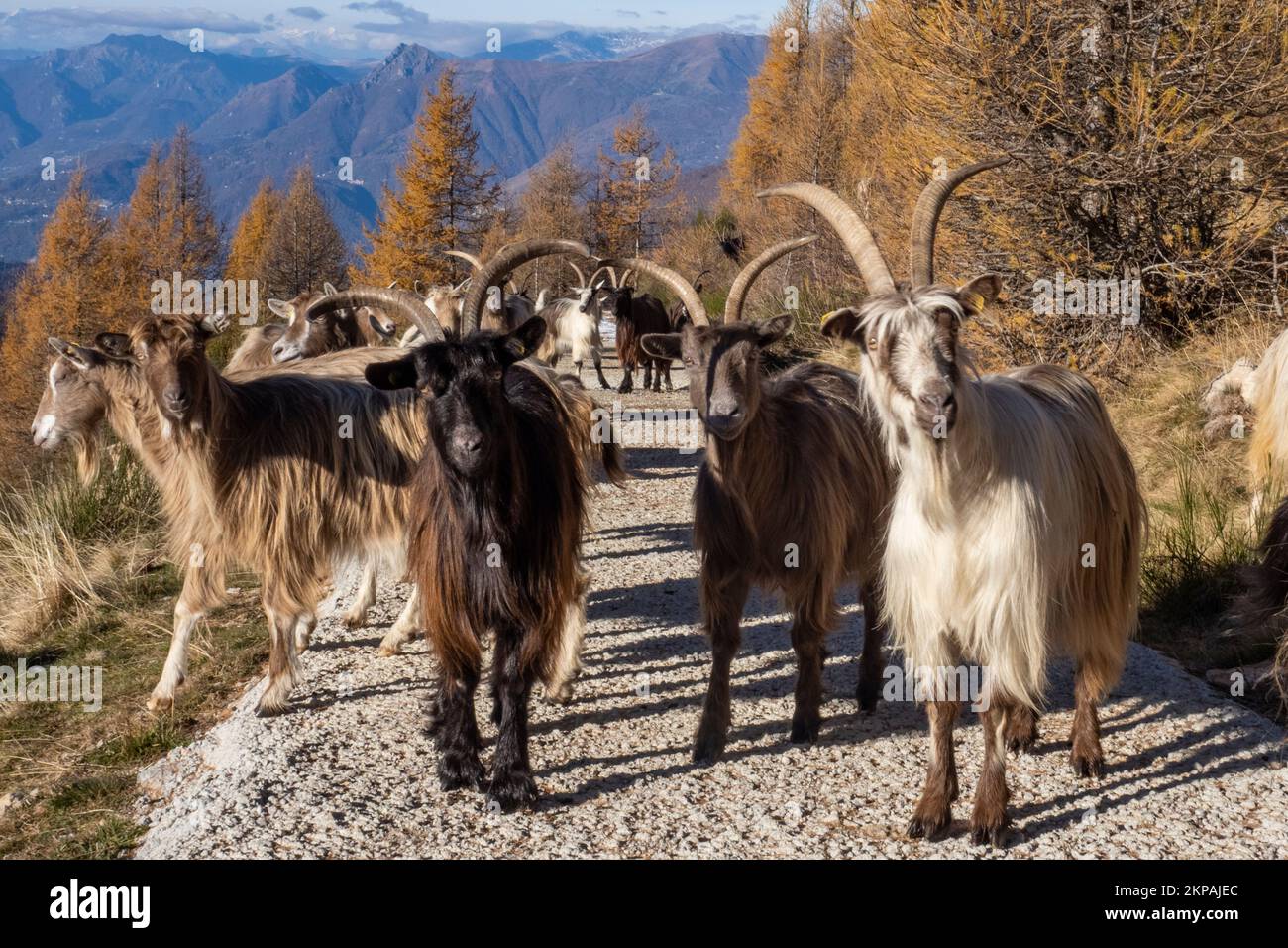 Orobic goat hi-res stock photography and images - Alamy