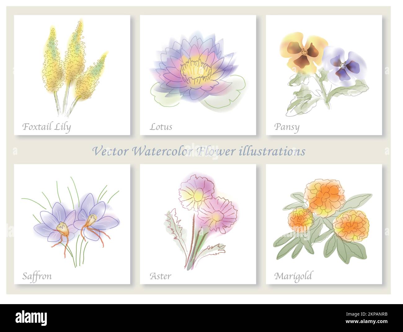 Vector watercolor flower illustration set Stock Vector Image & Art - Alamy