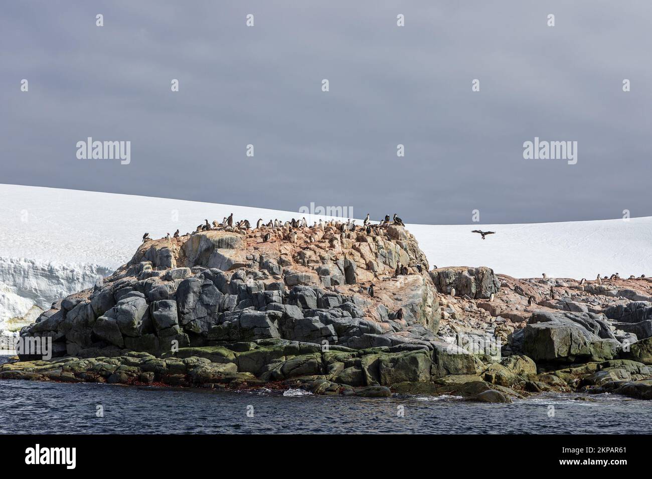 An adorable display of a waddle of Penguins standing on a cascade of ...