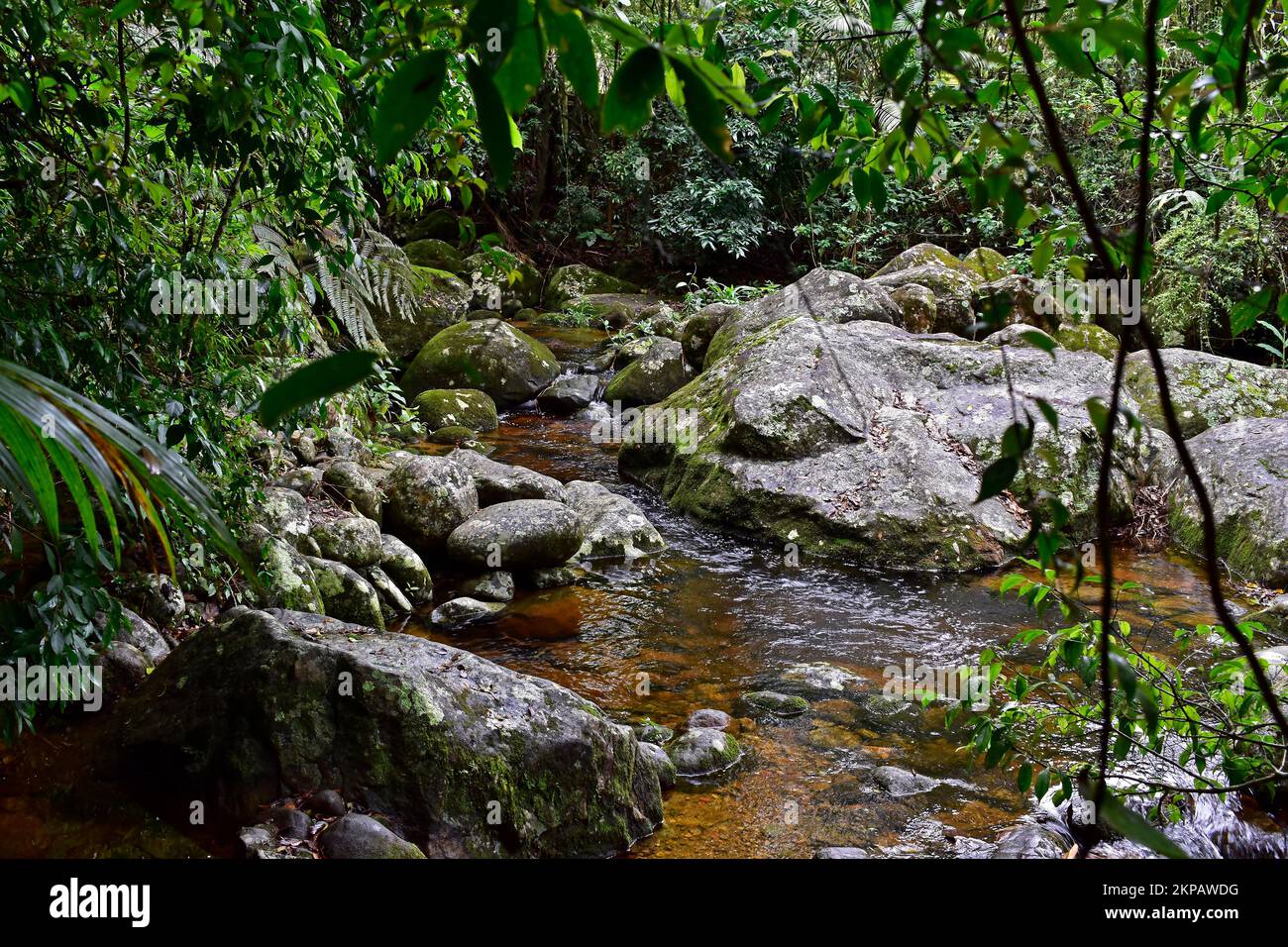 River on tropical rainforest in Teresopolis, Rio de Janeiro, Brazil ...