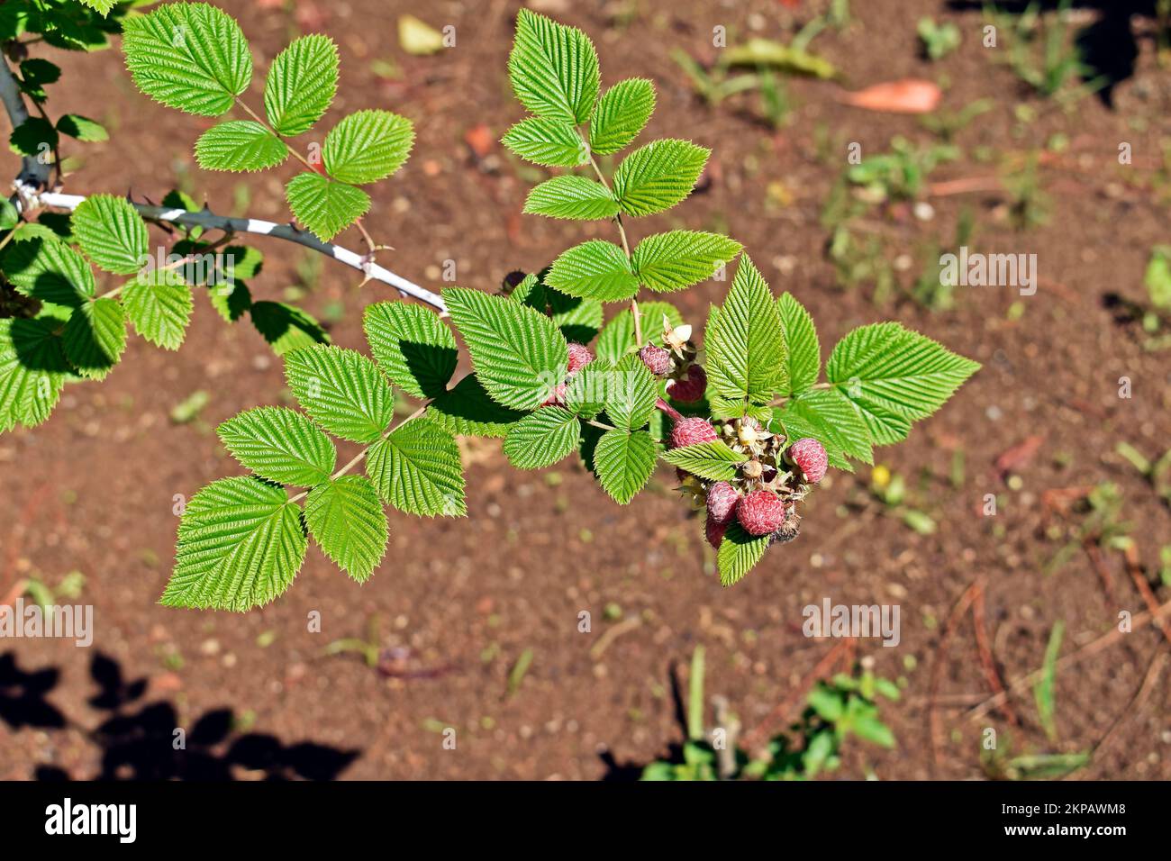 Mysore raspberry, Ceylon raspberry or hill raspberry (Rubus niveus ...