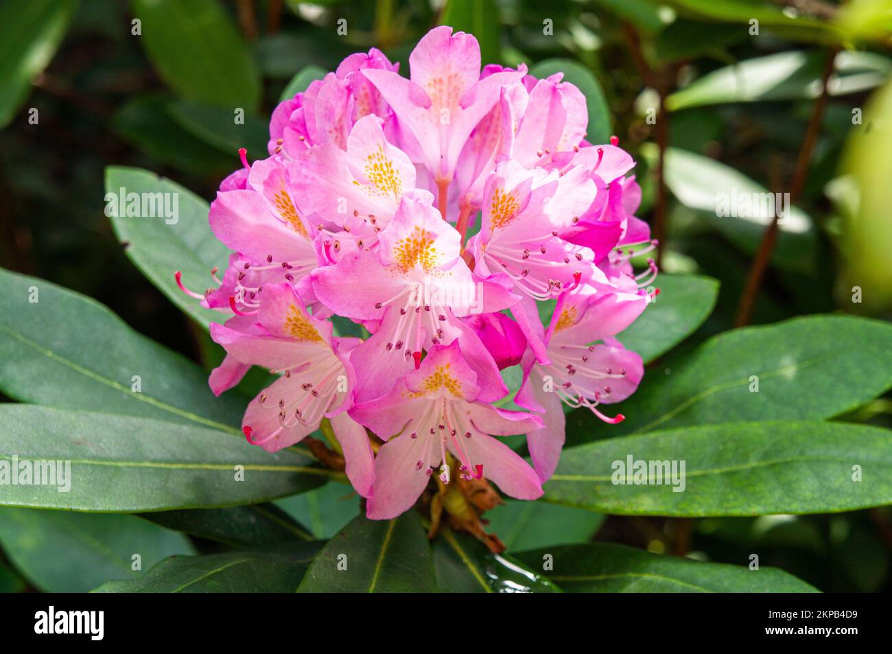 Kvetouci penisnik, kultivar Rhododendron 'Roseum Elegans', 9. cervna na ...