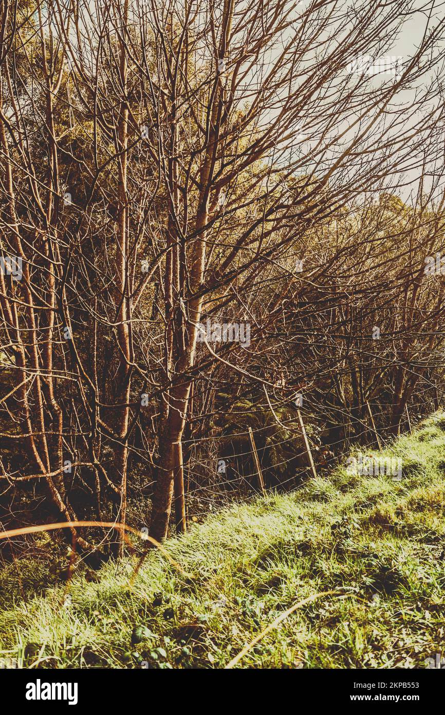 Rustic nature landscape of desolate leafless trees in winters forest ...