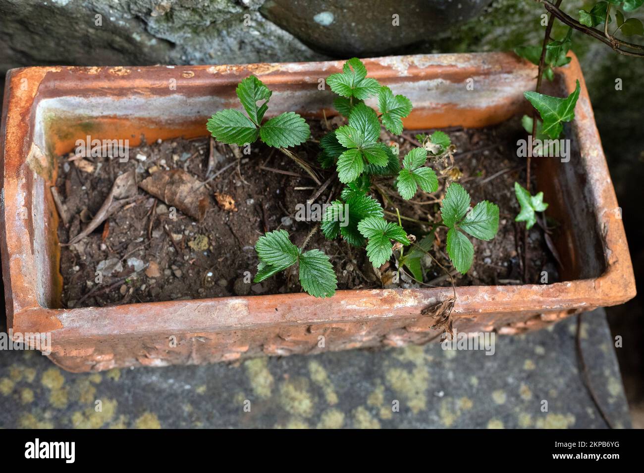 rectangular clay pot with young fresh strawberry plant. outdoor ...