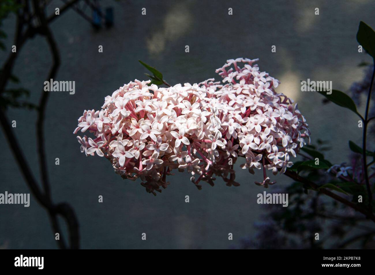 Syringa josee hi-res stock photography and images - Alamy